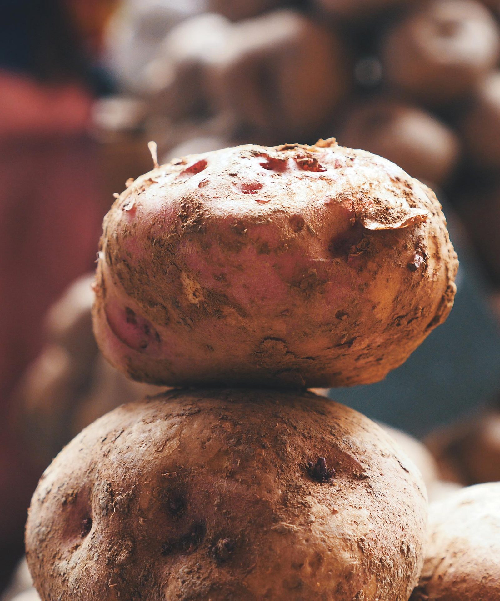 Papas Nativas – Emergence Magazine