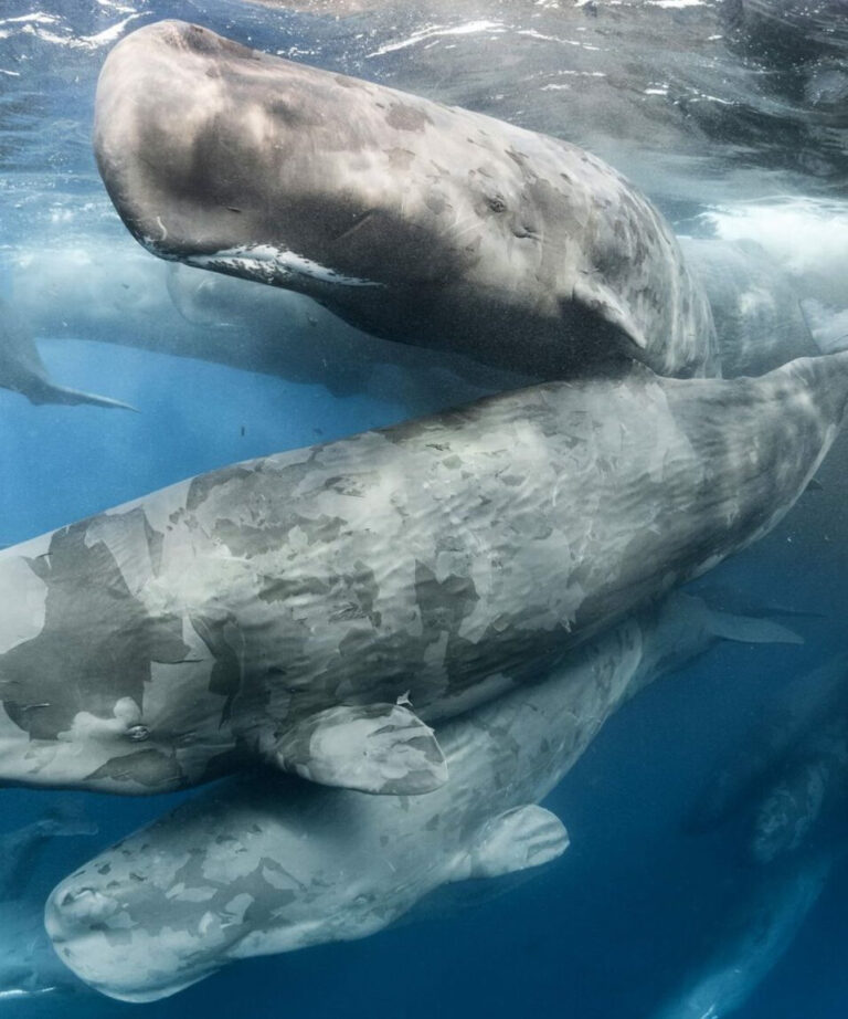 The Myth of Progress – with Paul Kingsnorth