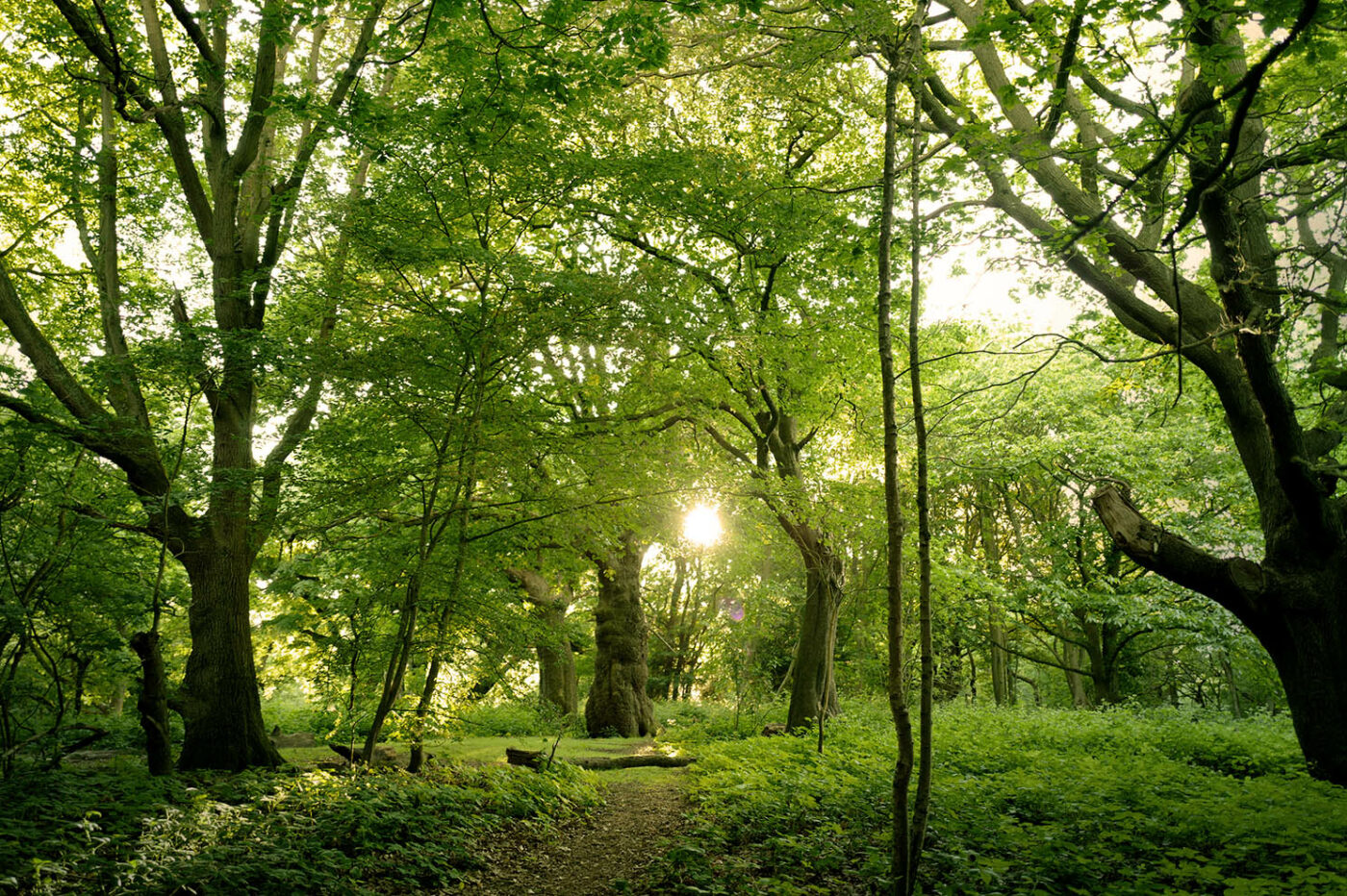 A Forest Walk – Kimberly Ruffin