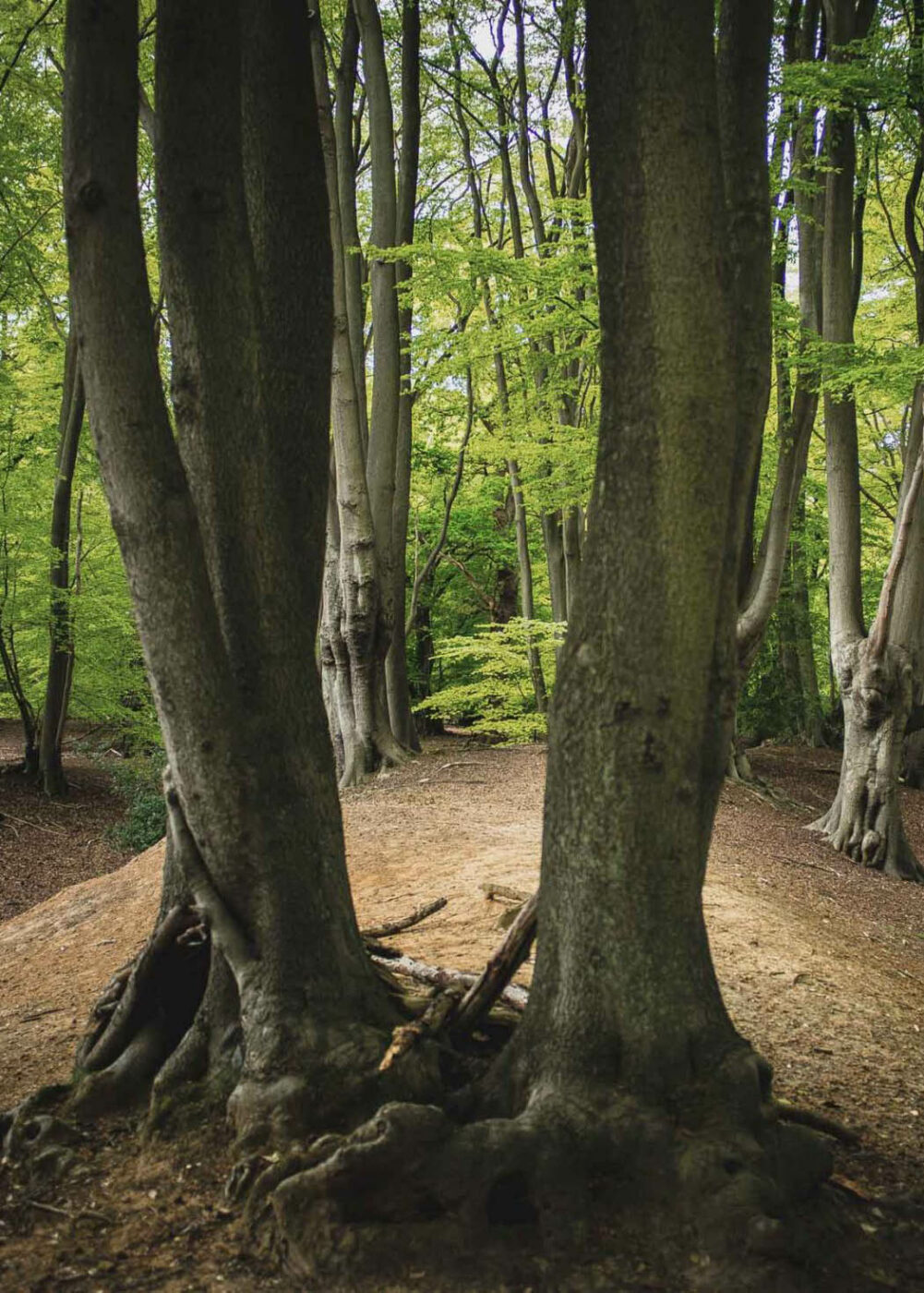 Finding the Mother Tree – with Suzanne Simard