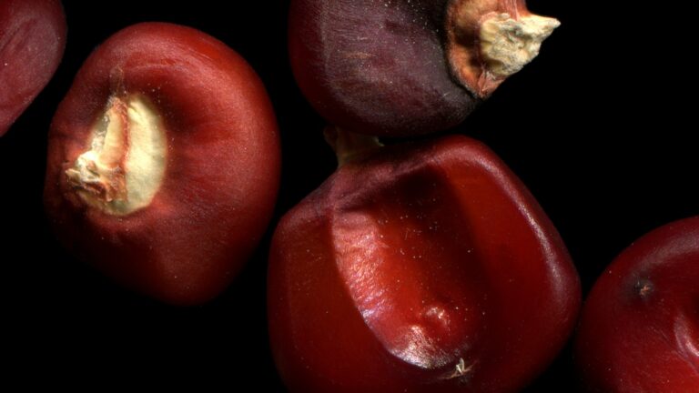 Three Sisters – Emergence Magazine