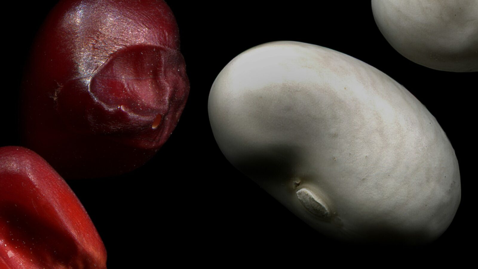 Three Sisters – Emergence Magazine