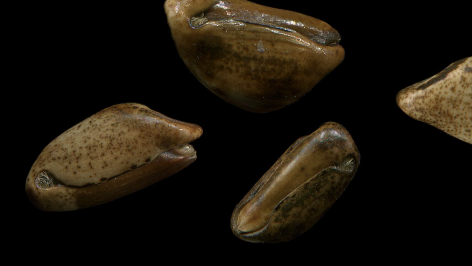 Three Sisters – Emergence Magazine