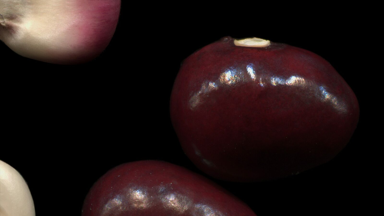 Three Sisters – Emergence Magazine