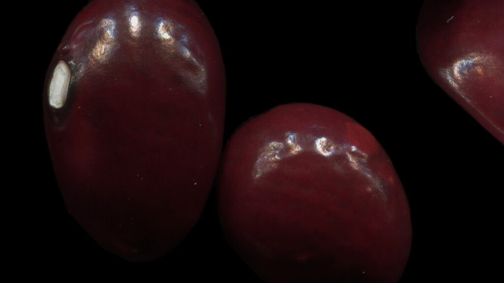 Three Sisters – Emergence Magazine