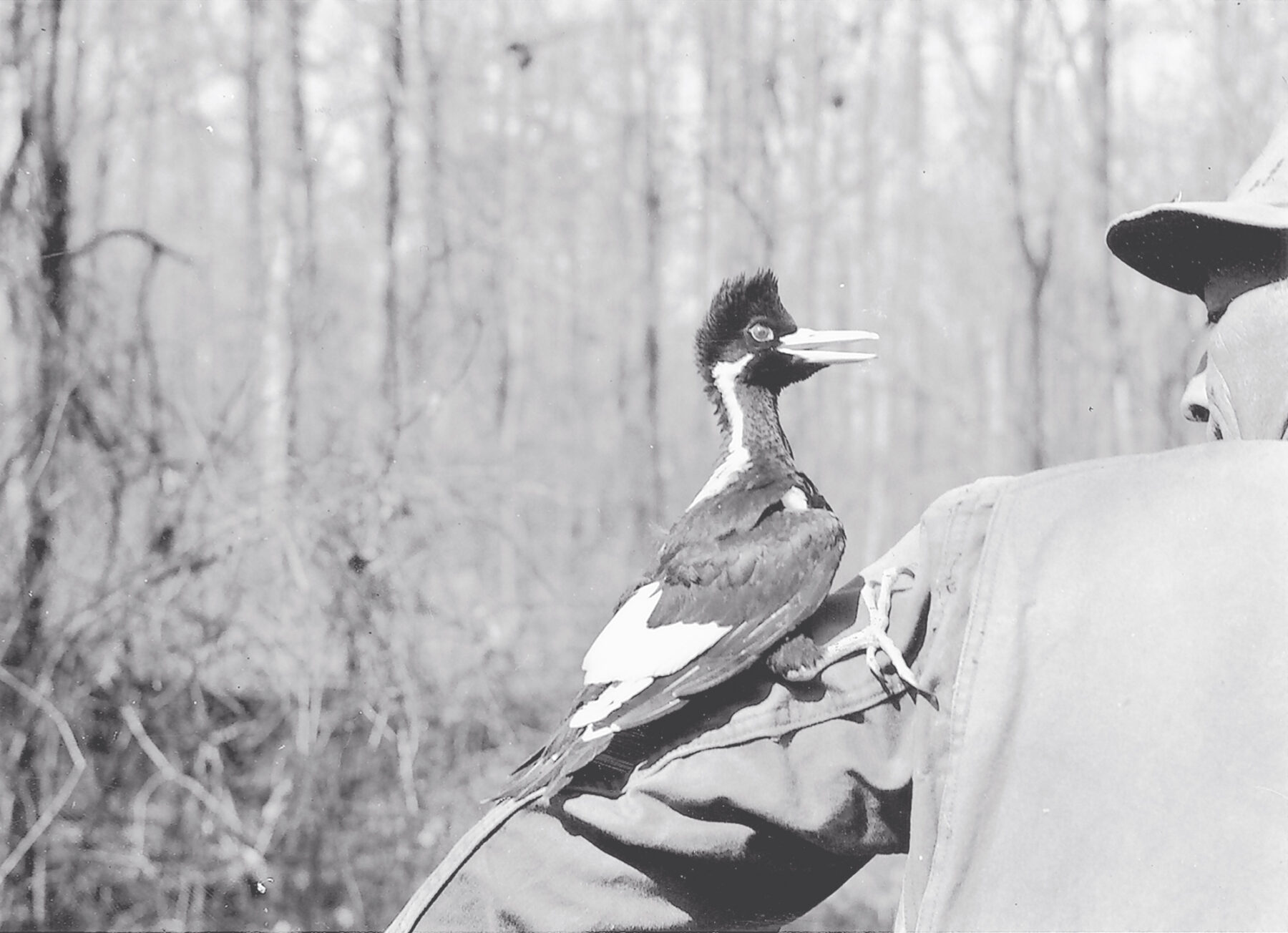 The Lord God Bird – Chelsea Steinauer-Scudder