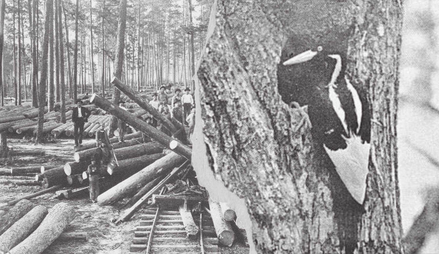 The Lord God Bird – Chelsea Steinauer-Scudder