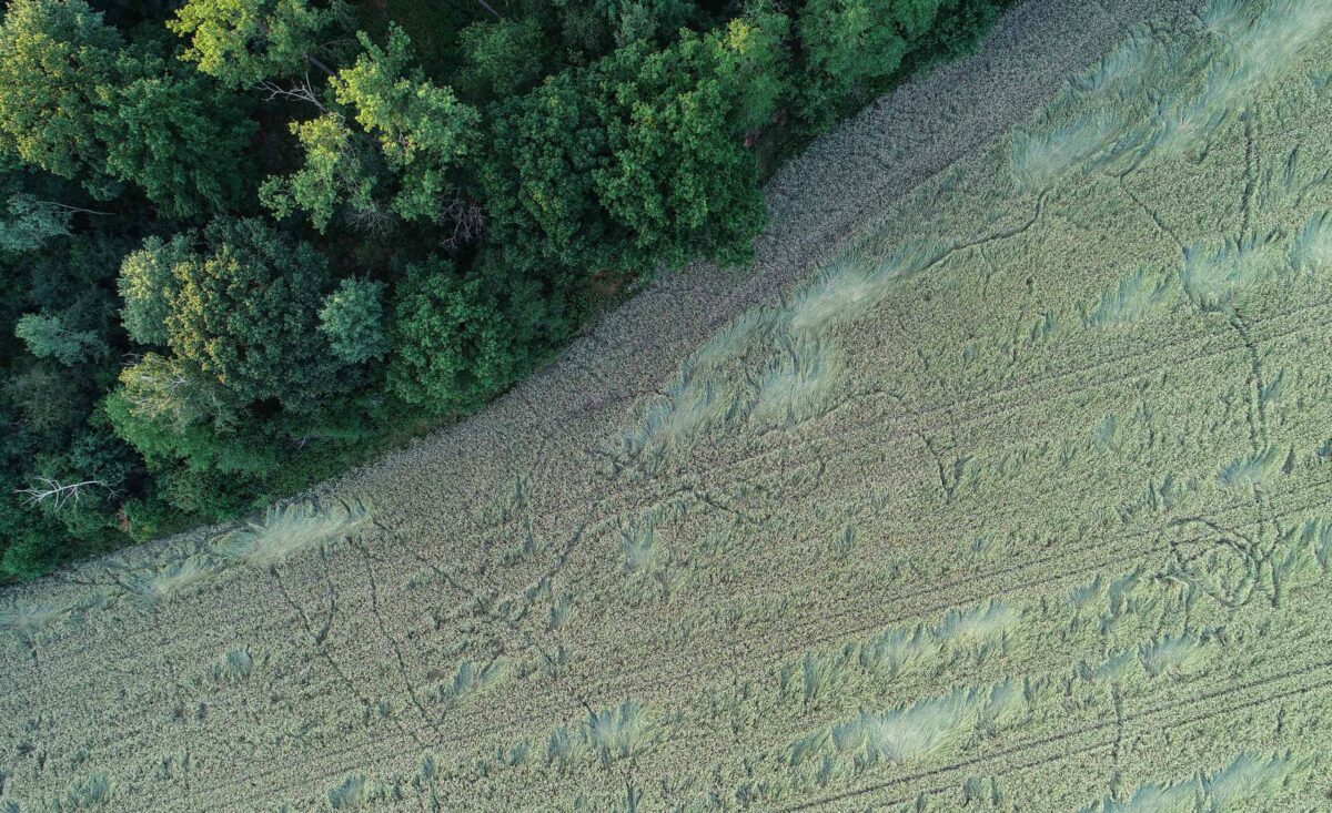 Desire Paths – Emergence Magazine