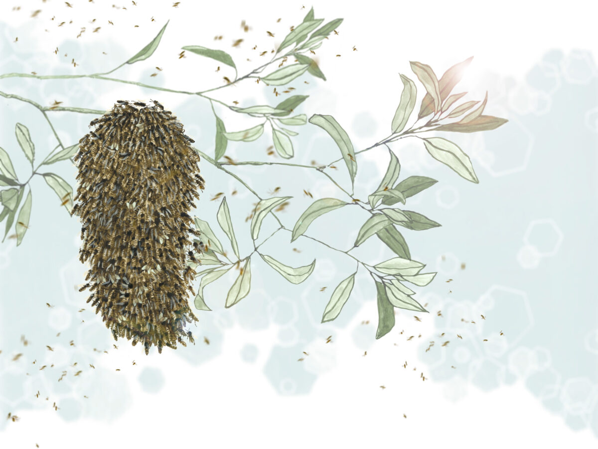 Dance of the Honey Bee – Ellen Litwiller and Chelsea Steinauer-Scudder