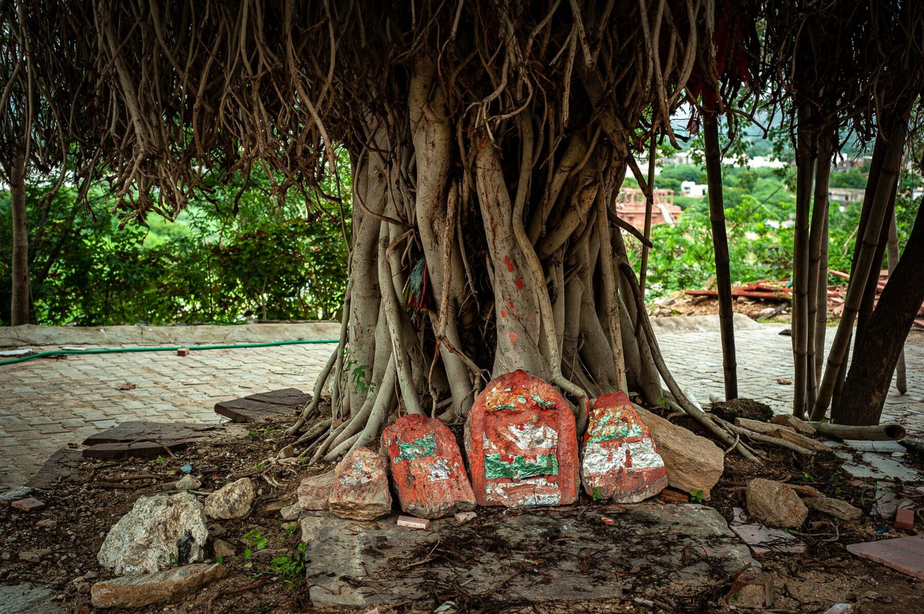 One Hundred and Eleven Trees – Emergence Magazine