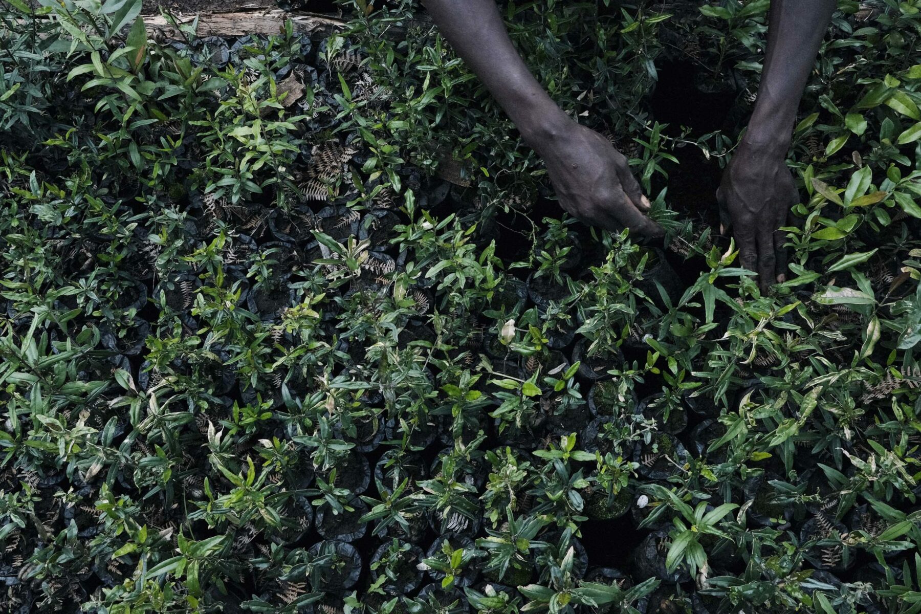 Illuminating Kirinyaga – Tristan McConnell