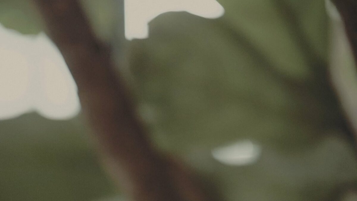 Among the Trees – Carl Phillips