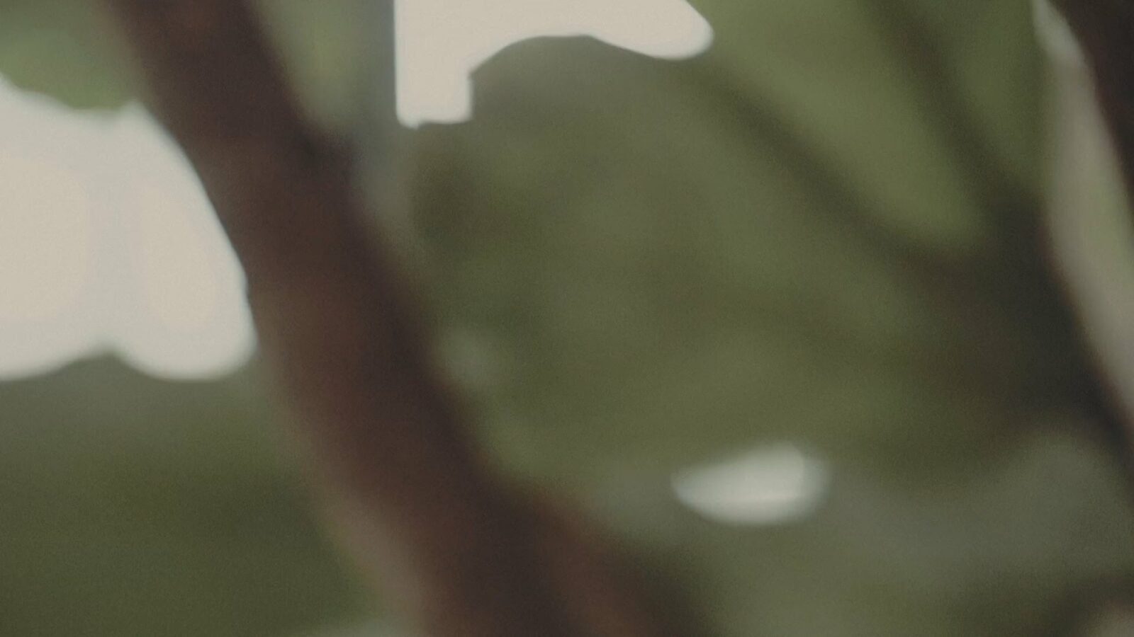 Among the Trees – Carl Phillips