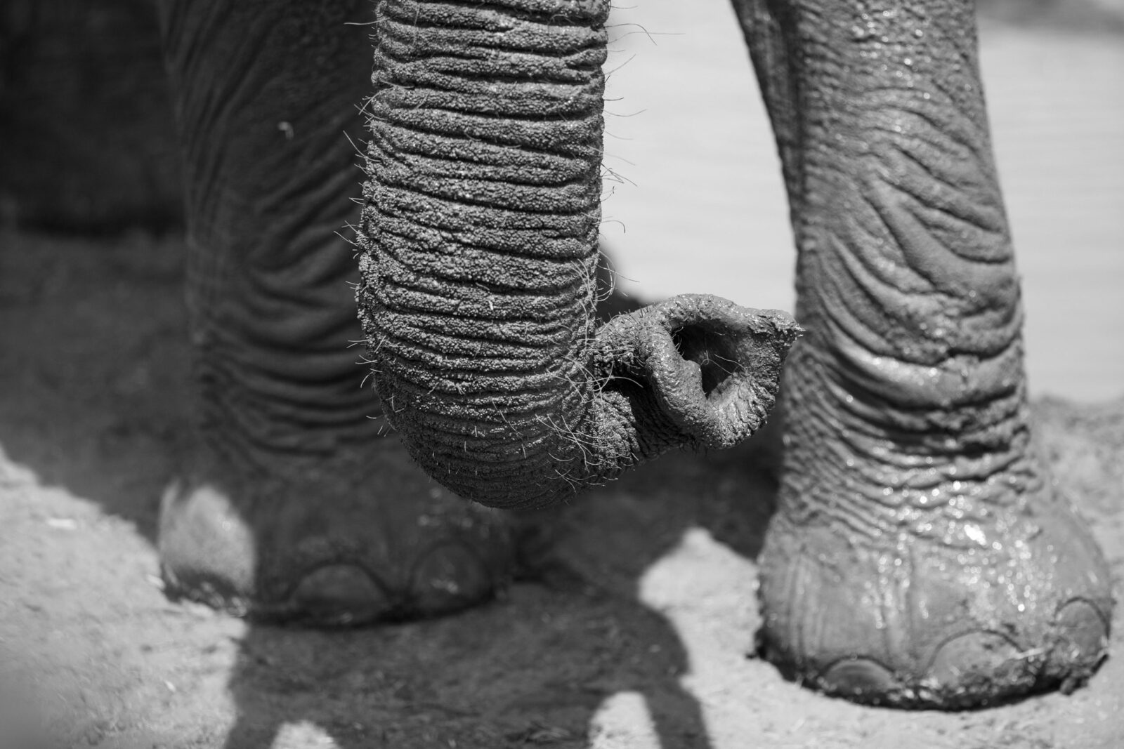 Ancient Root – Linda Hogan