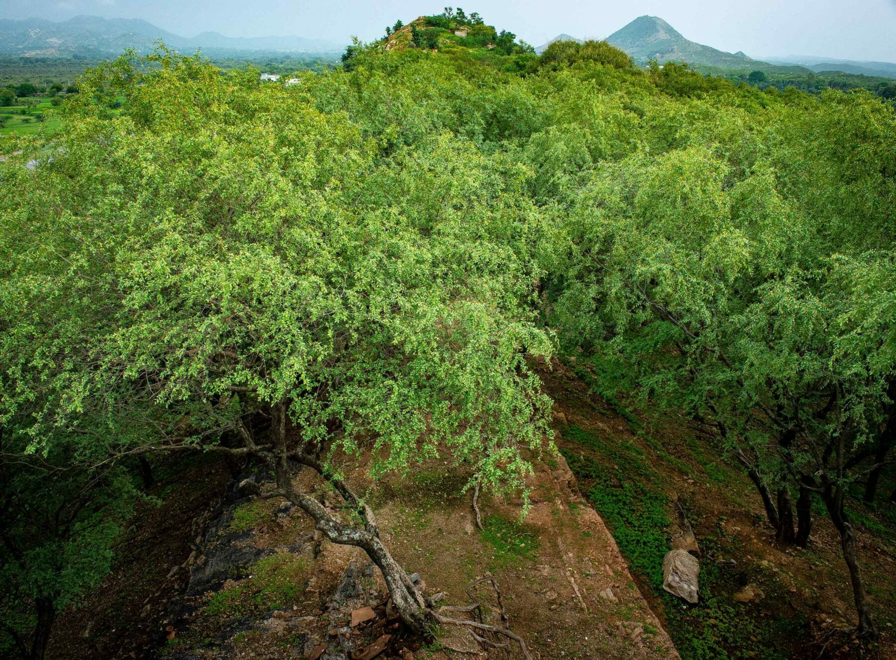 One Hundred and Eleven Trees – Emergence Magazine