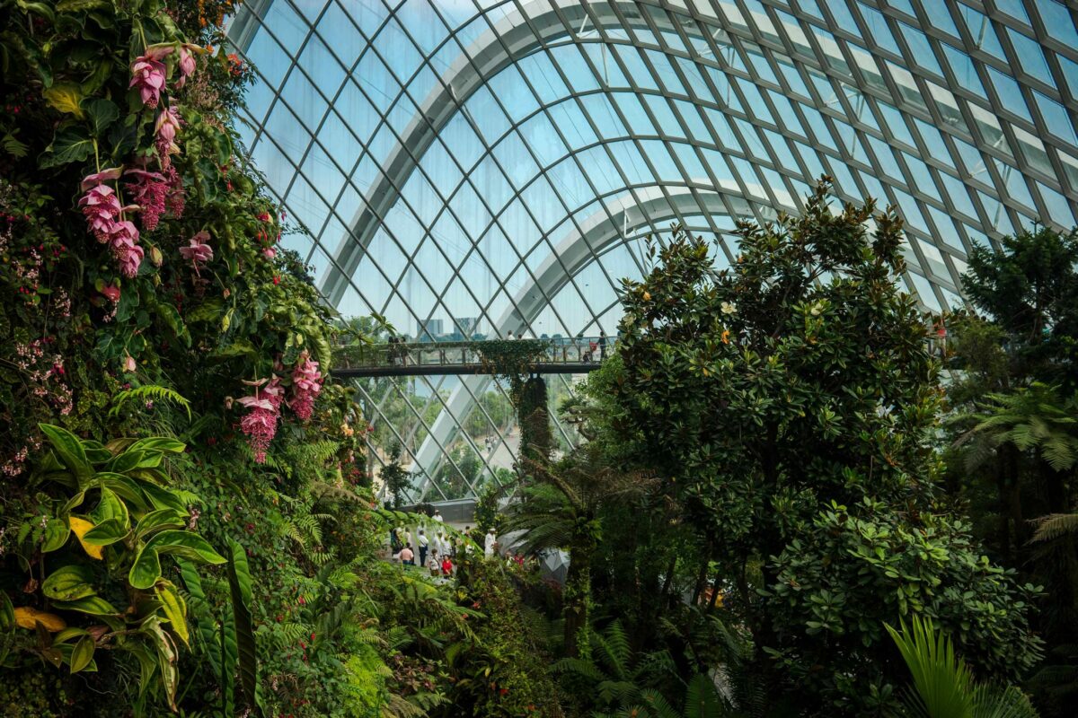 Lost World – Emergence Magazine