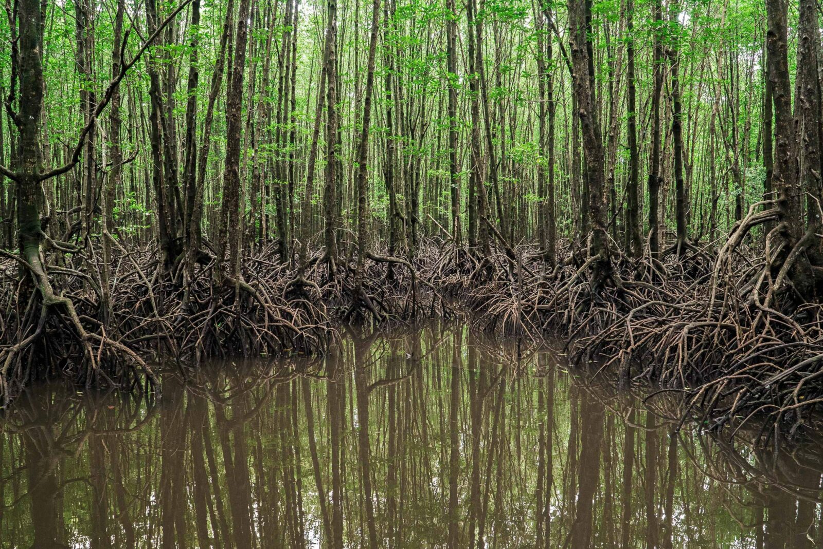 Lost World – Emergence Magazine