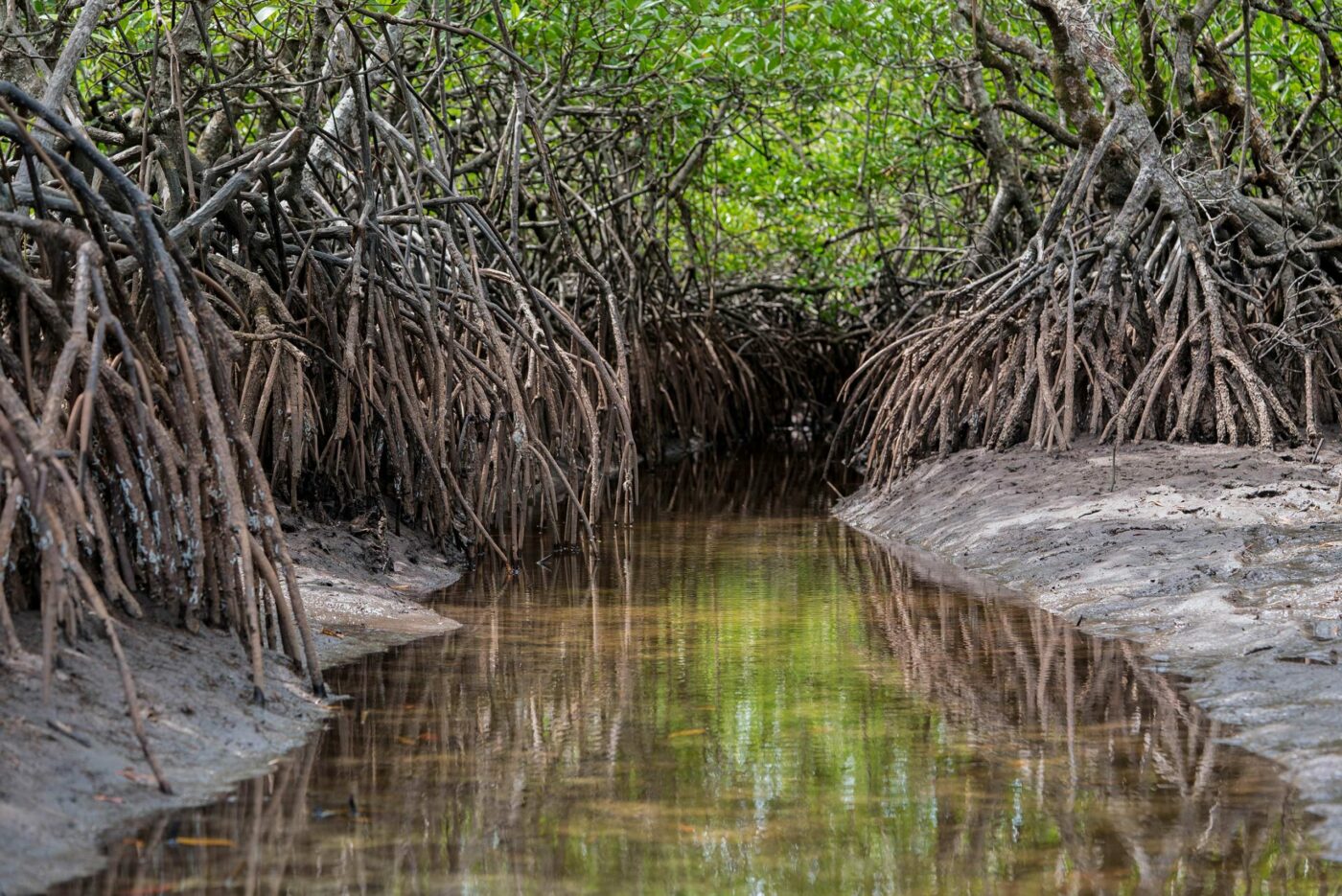 Lost World – Emergence Magazine