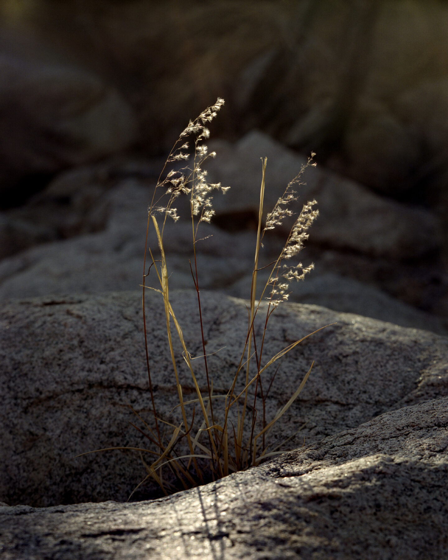 Atascosa Borderlands – Jack Dash & Luke Swenson