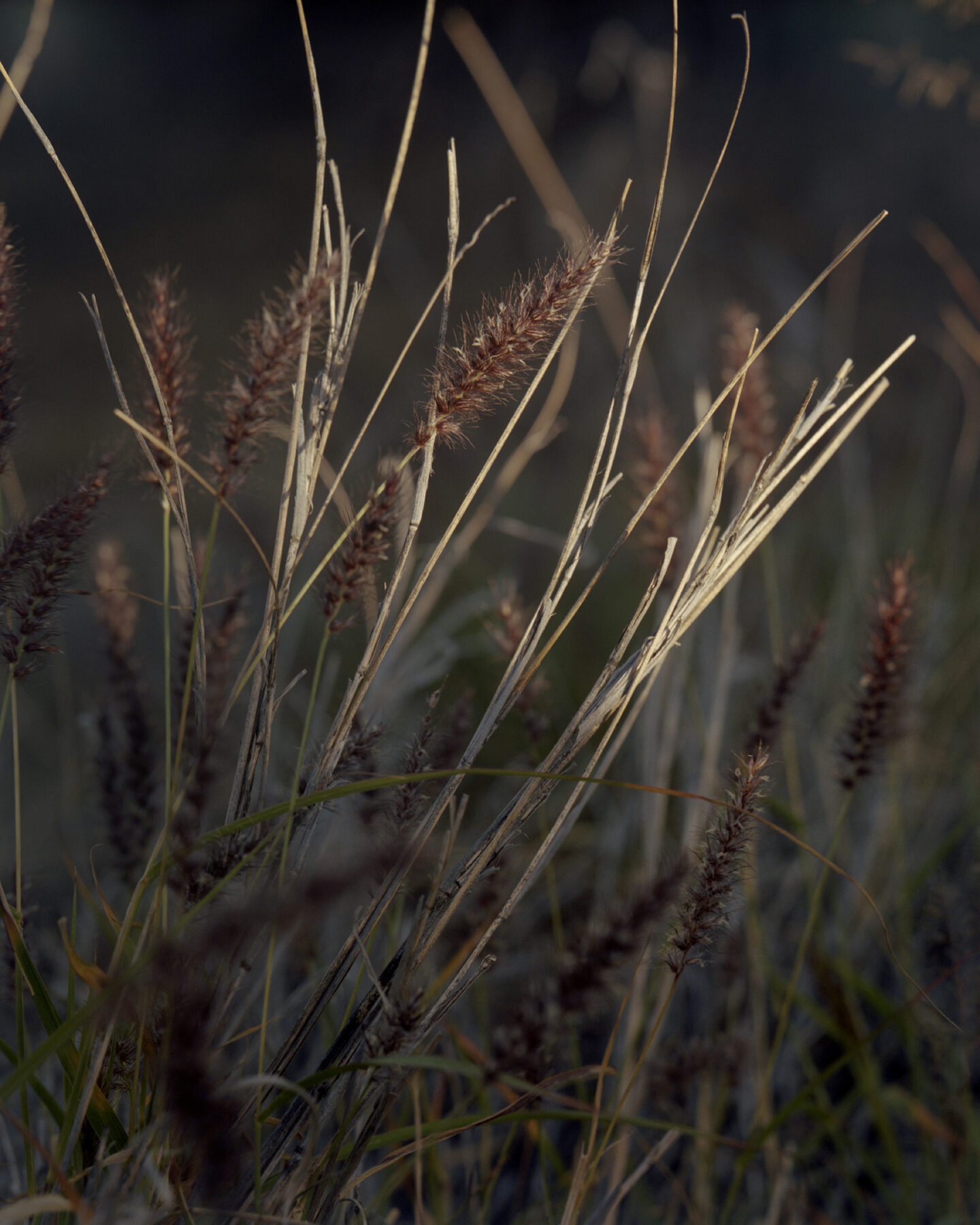 Atascosa Borderlands – Jack Dash & Luke Swenson