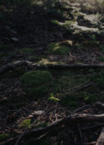 They Carry Us With Them: The Great Tree Migration – Emergence Magazine