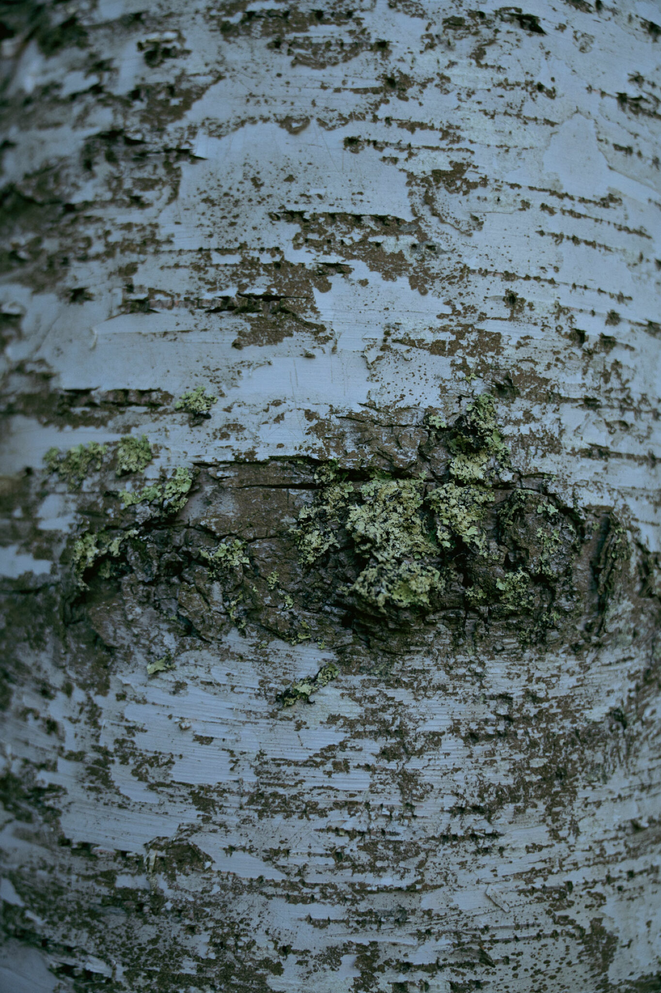 They Carry Us With Them: The Great Tree Migration – Emergence Magazine