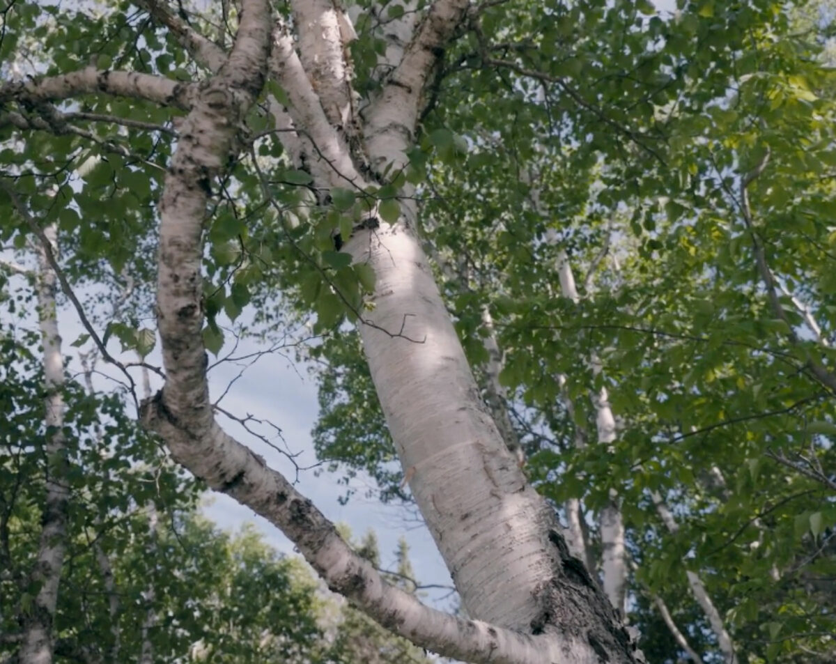 They Carry Us With Them: The Great Tree Migration – Emergence Magazine