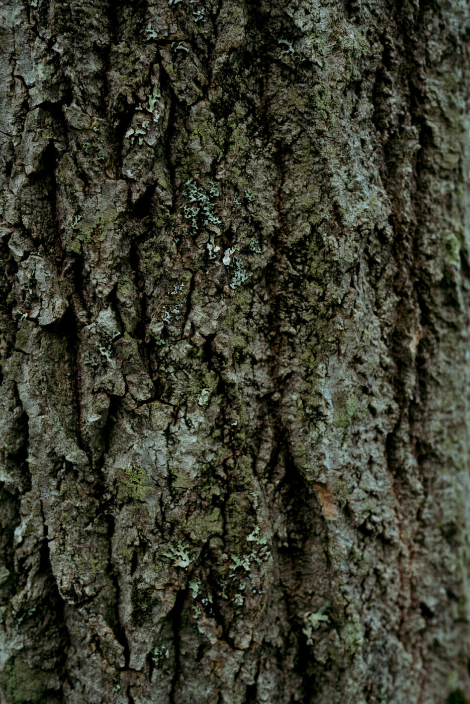 They Carry Us With Them: The Great Tree Migration – Emergence Magazine