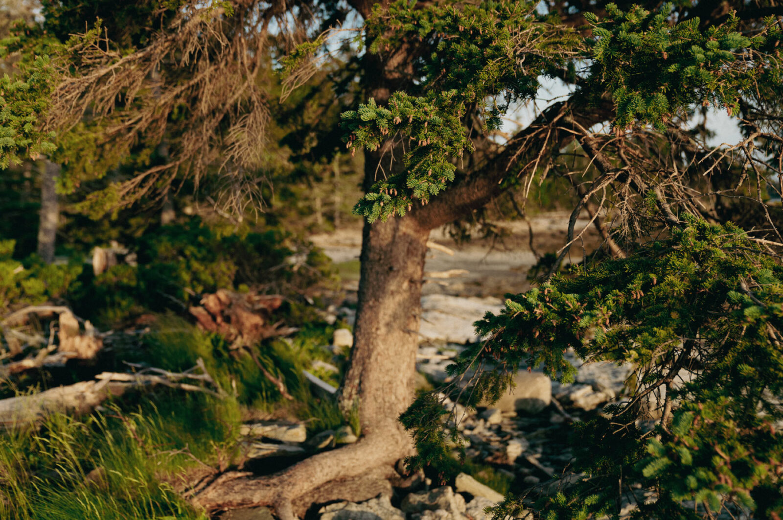 They Carry Us With Them: The Great Tree Migration – Emergence Magazine