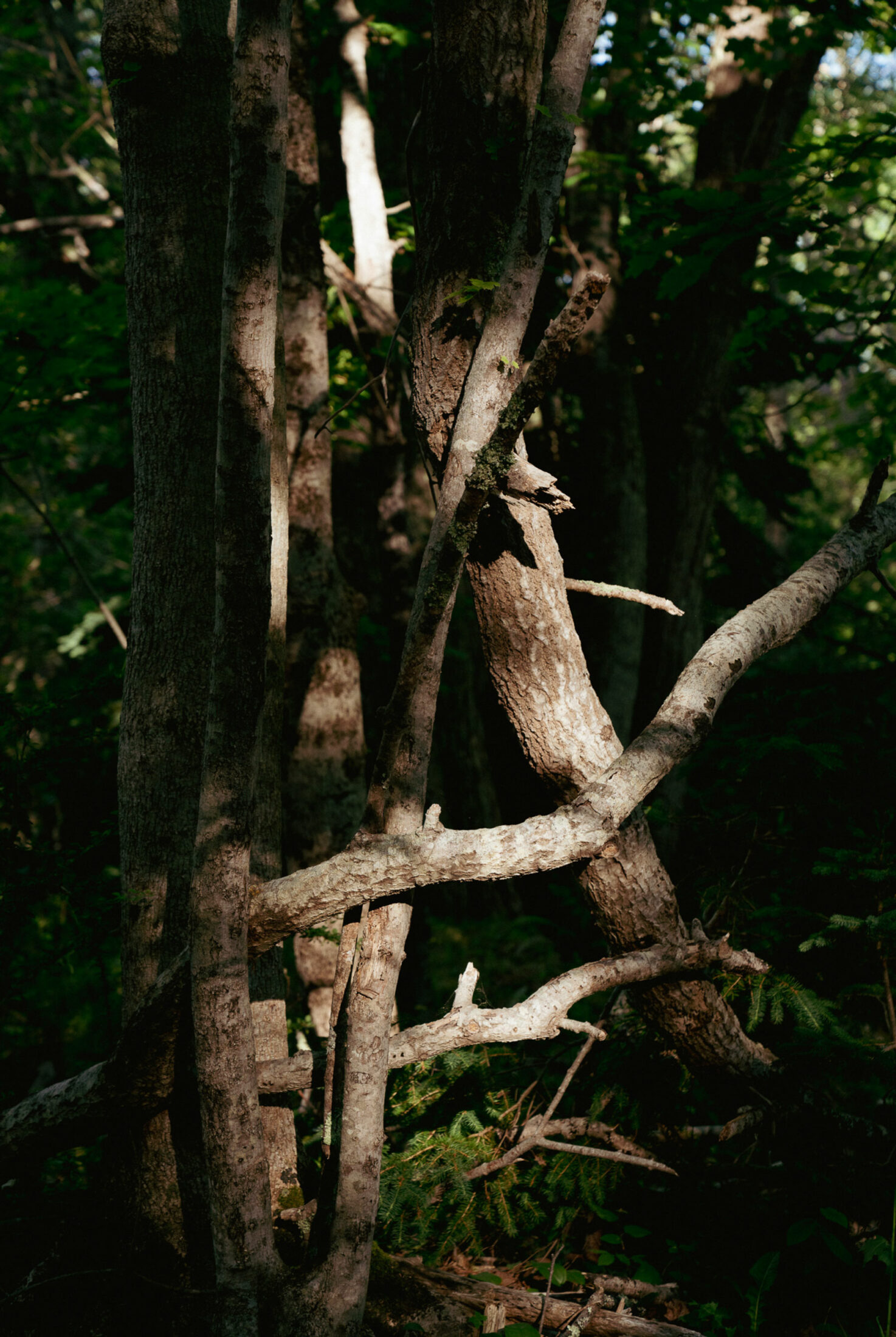 They Carry Us With Them: The Great Tree Migration – Emergence Magazine