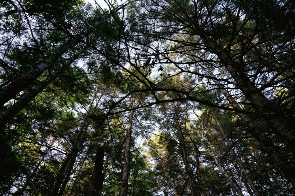 They Carry Us With Them: The Great Tree Migration – Emergence Magazine