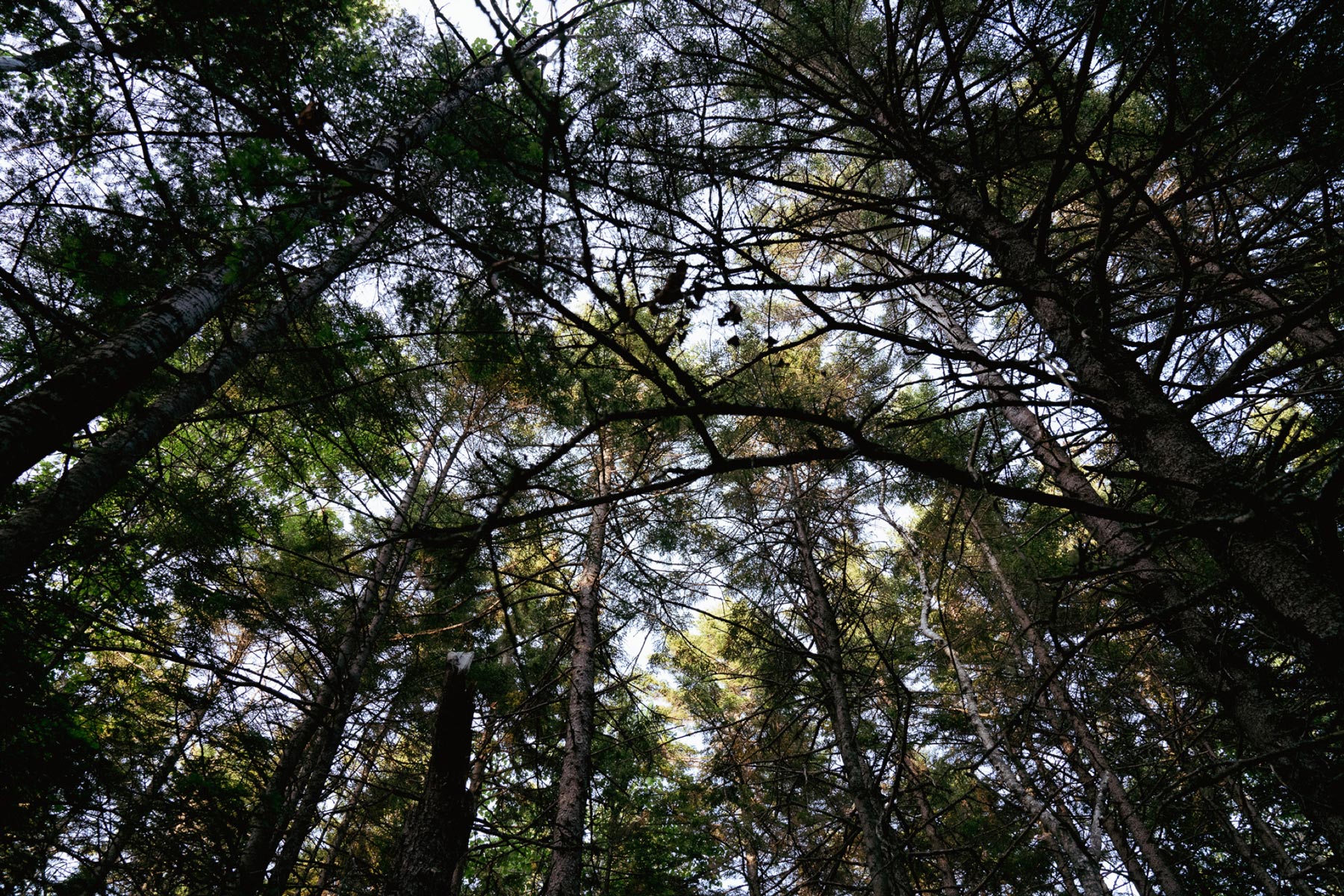 They Carry Us With Them: The Great Tree Migration – Emergence Magazine