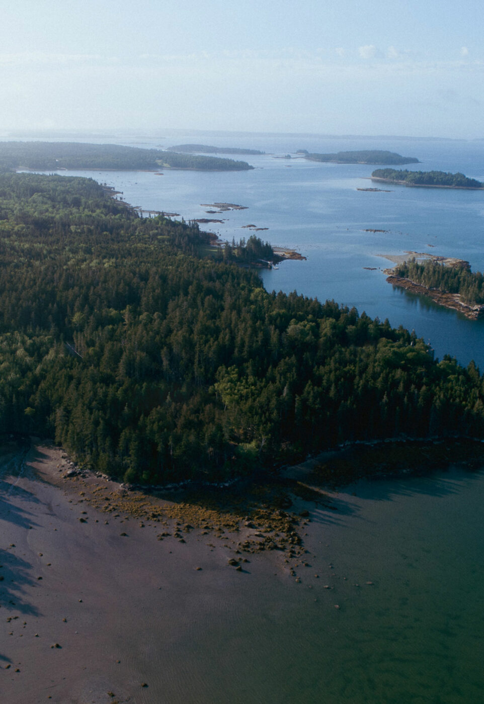 They Carry Us With Them: The Great Tree Migration – Emergence Magazine