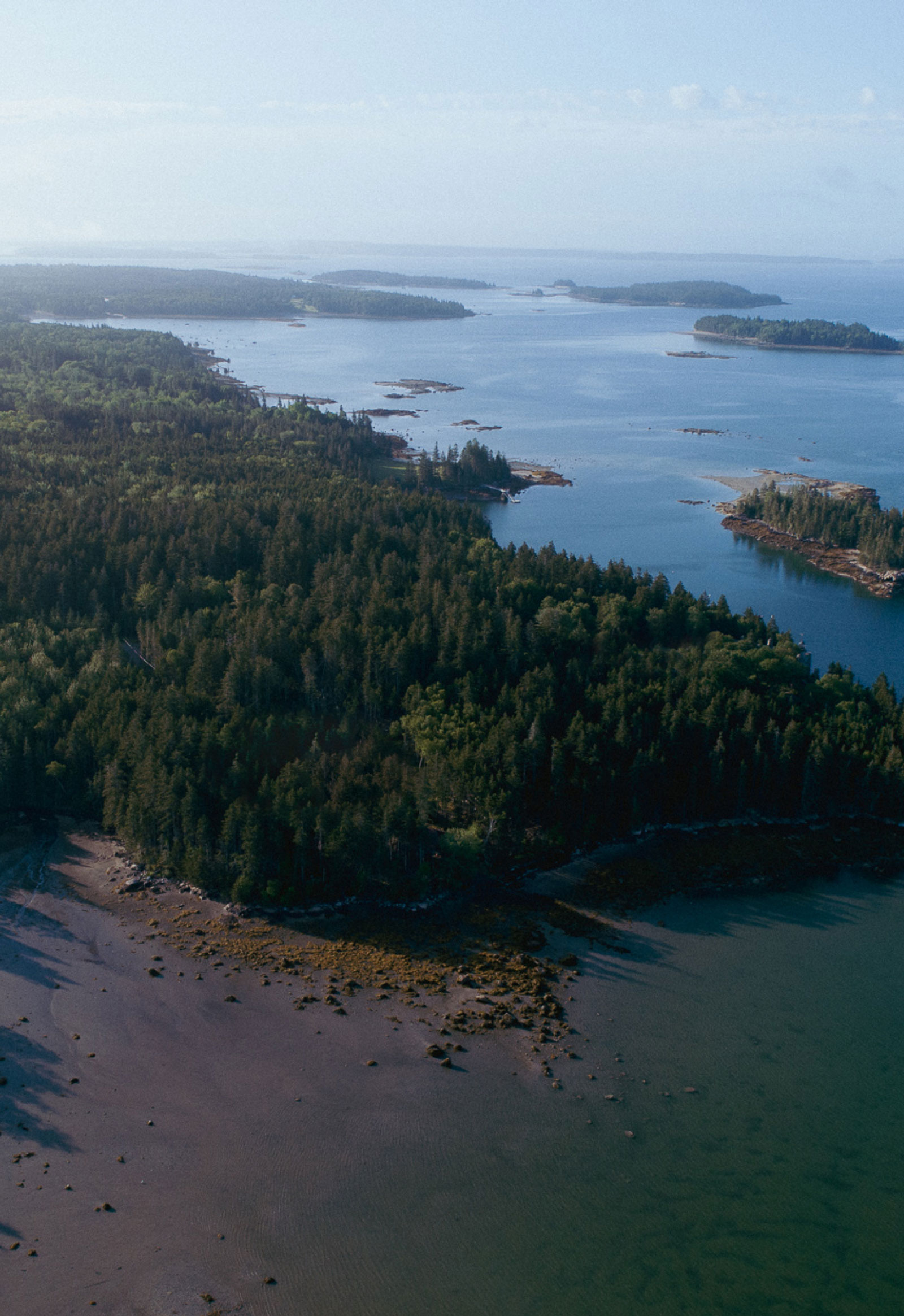 They Carry Us With Them: The Great Tree Migration – Emergence Magazine