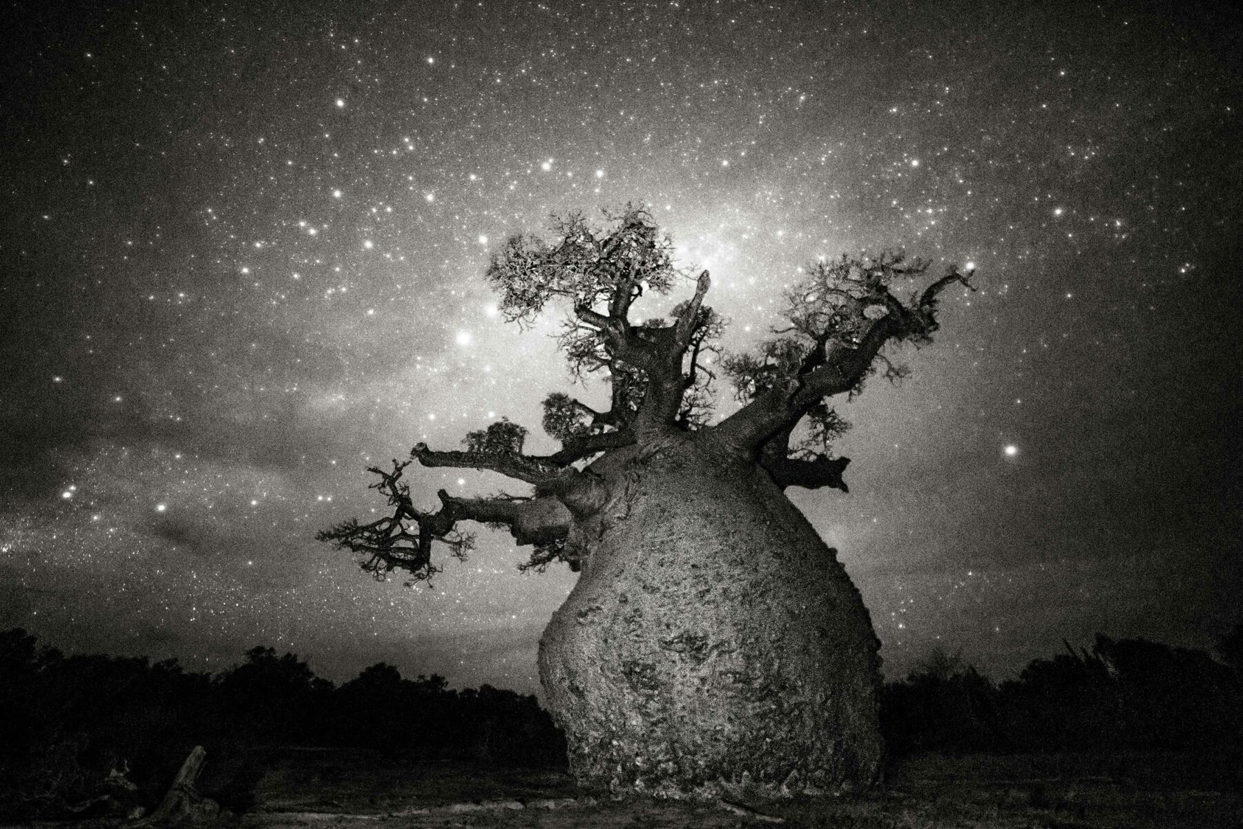 The Eternal Tree – Jori Lewis