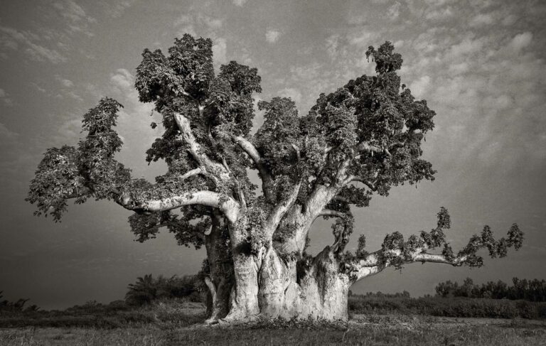 The Eternal Tree – Jori Lewis