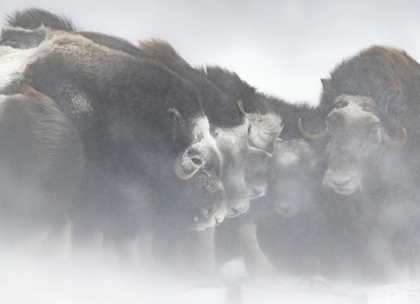 Beyond the Horizon – Kiliii Yüyan