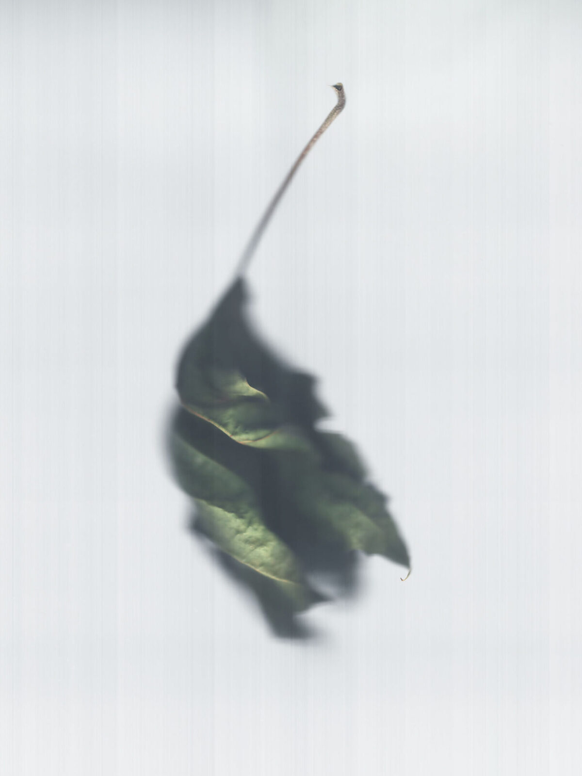 Chasing Cicadas – Anisa George