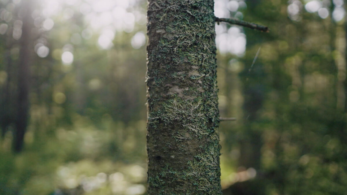 Writing from the Roots: Part II – Emergence Magazine