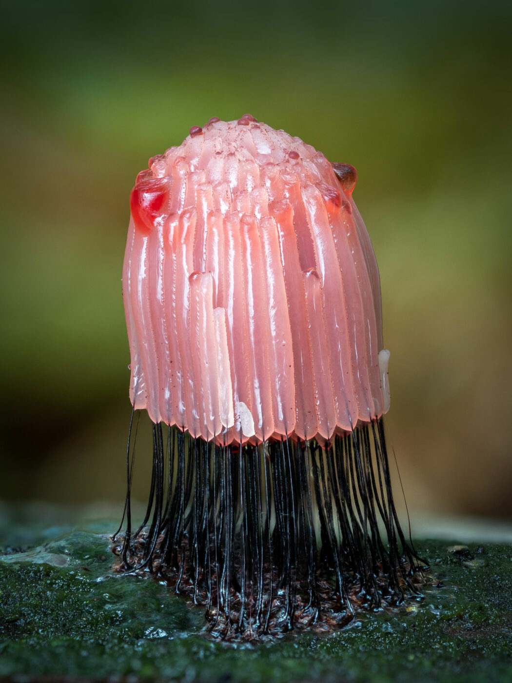 Creatures That Don't Conform, by Lucy Jones | DailyGood