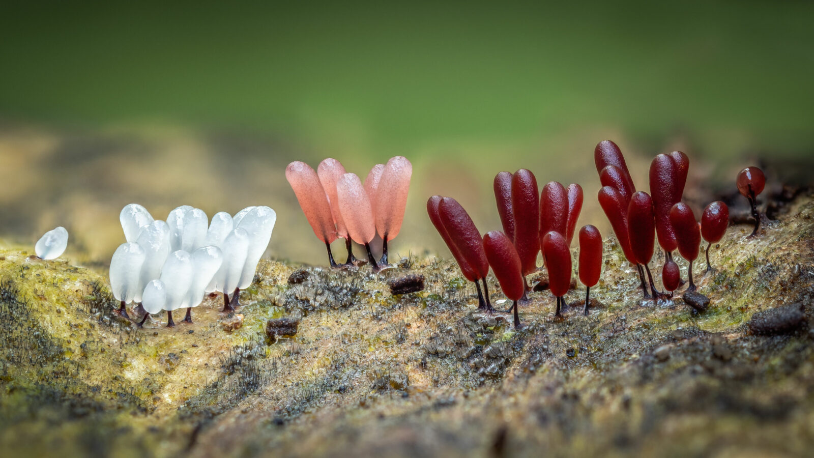 Creatures That Don’t Conform – Lucy Jones