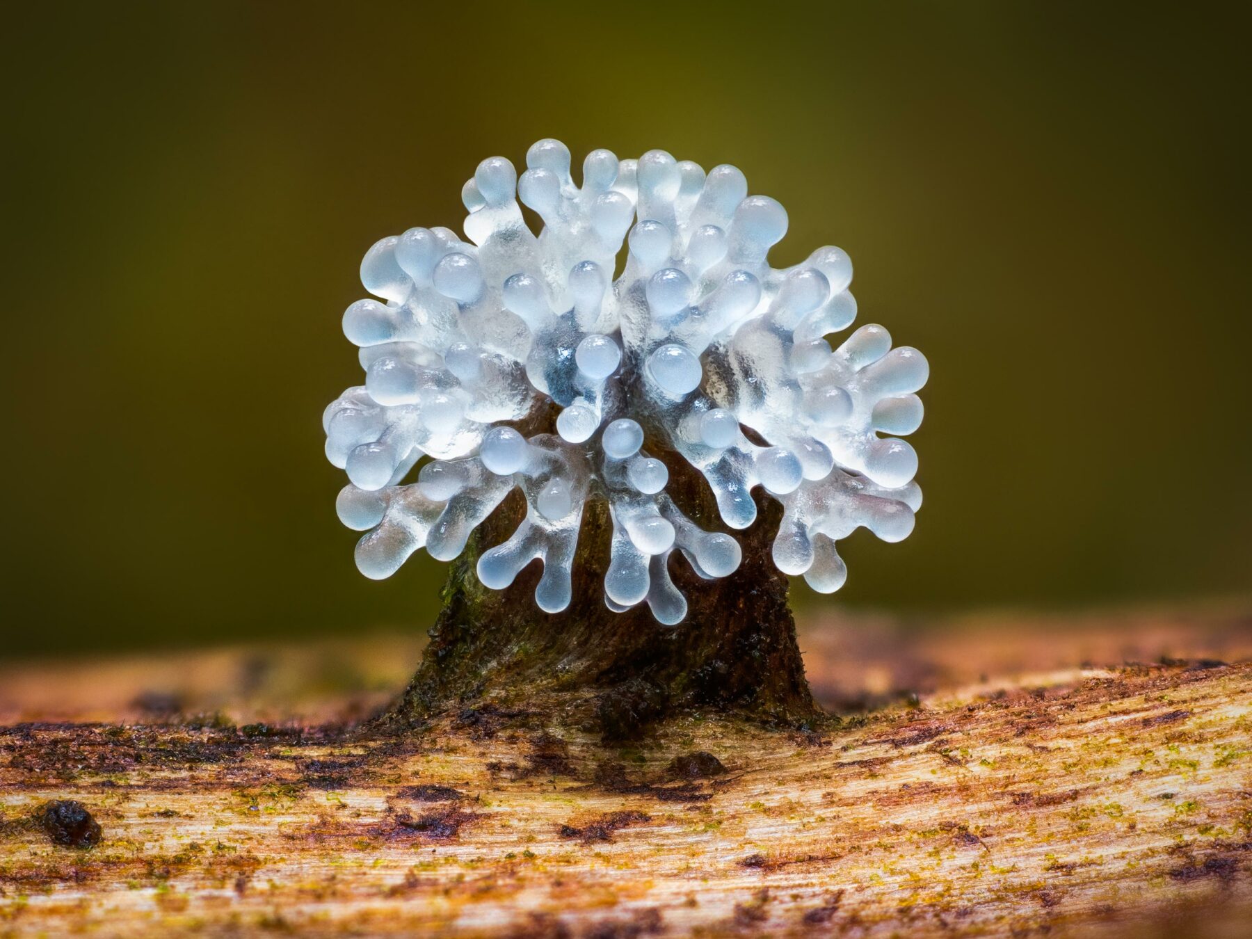 Creatures That Don’t Conform – Lucy Jones