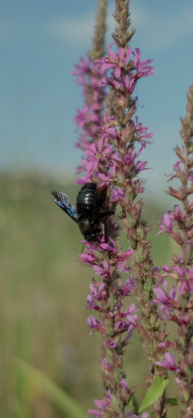 Pollinators of Slovenia: Prologue