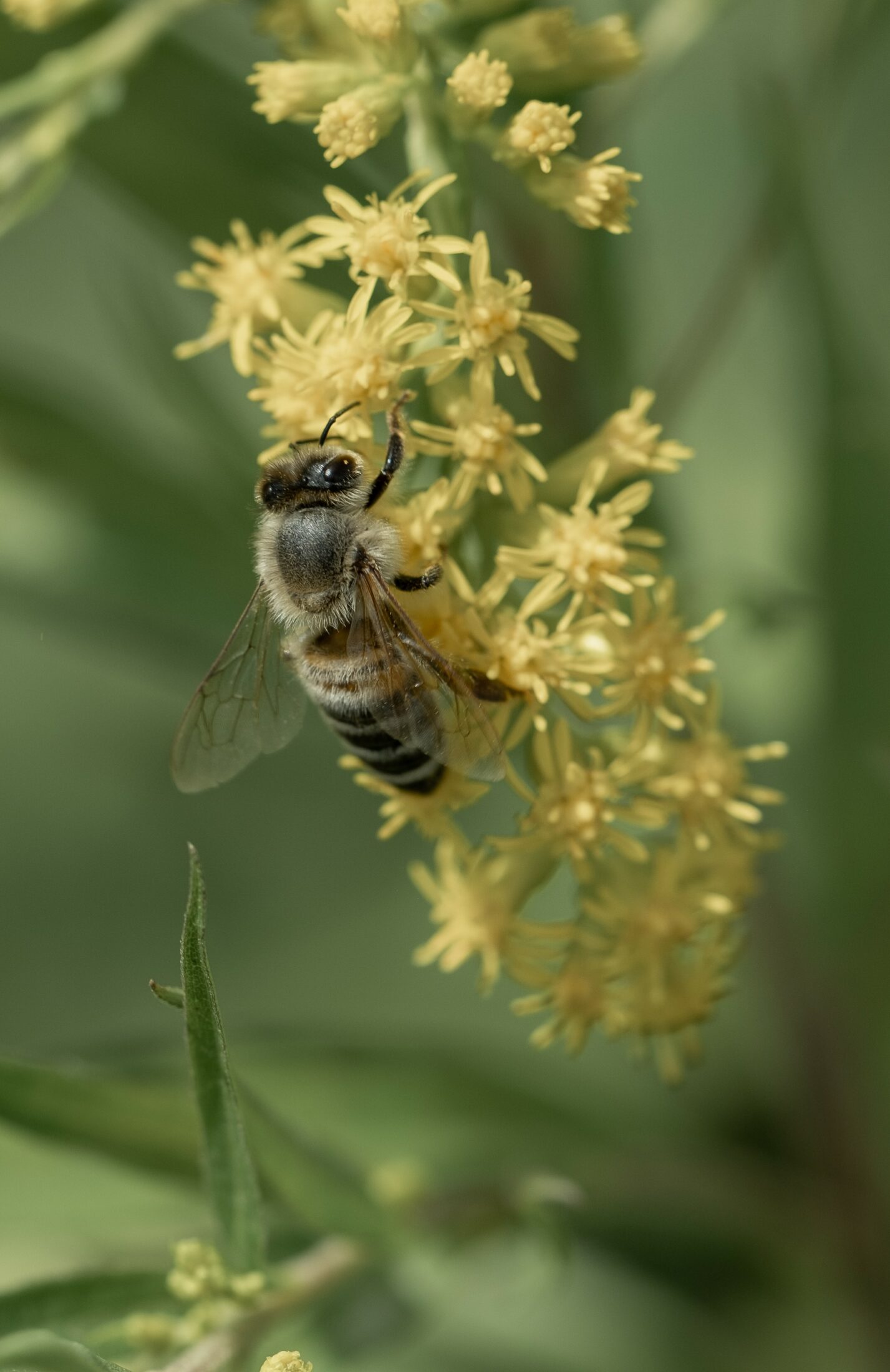 Pollinators of Slovenia: Prologue