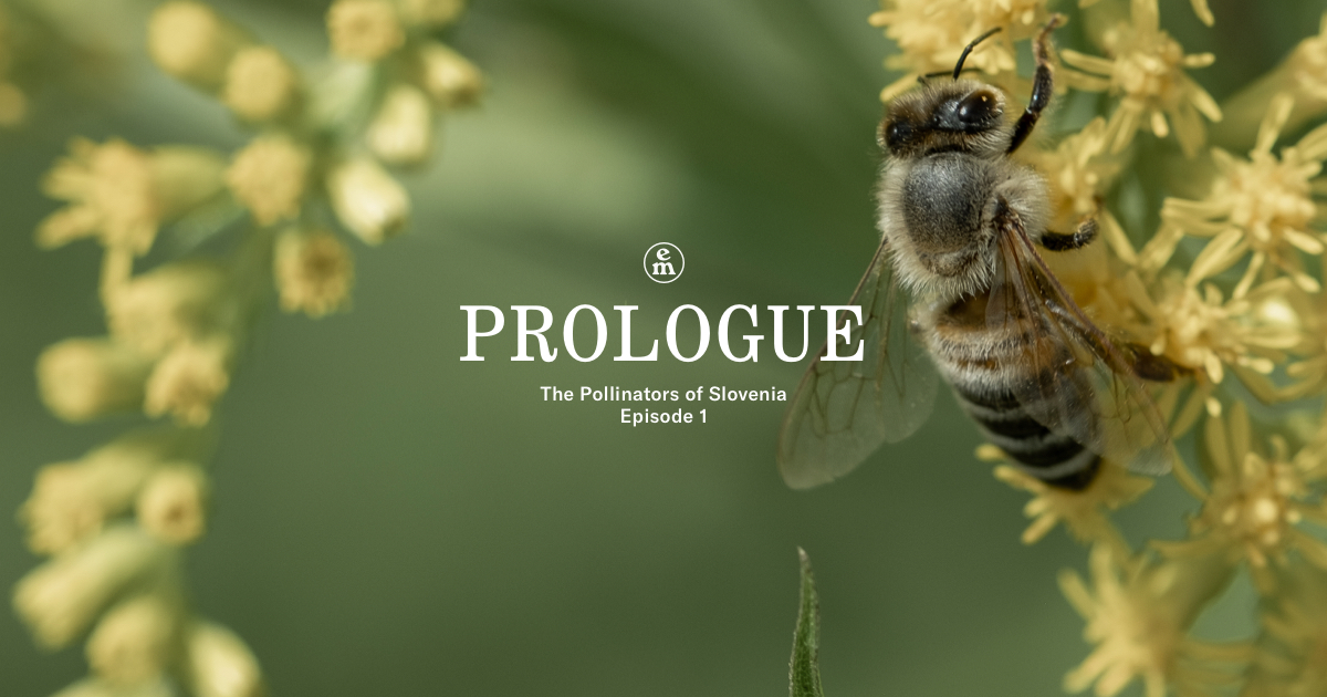 Pollinators of Slovenia: Prologue