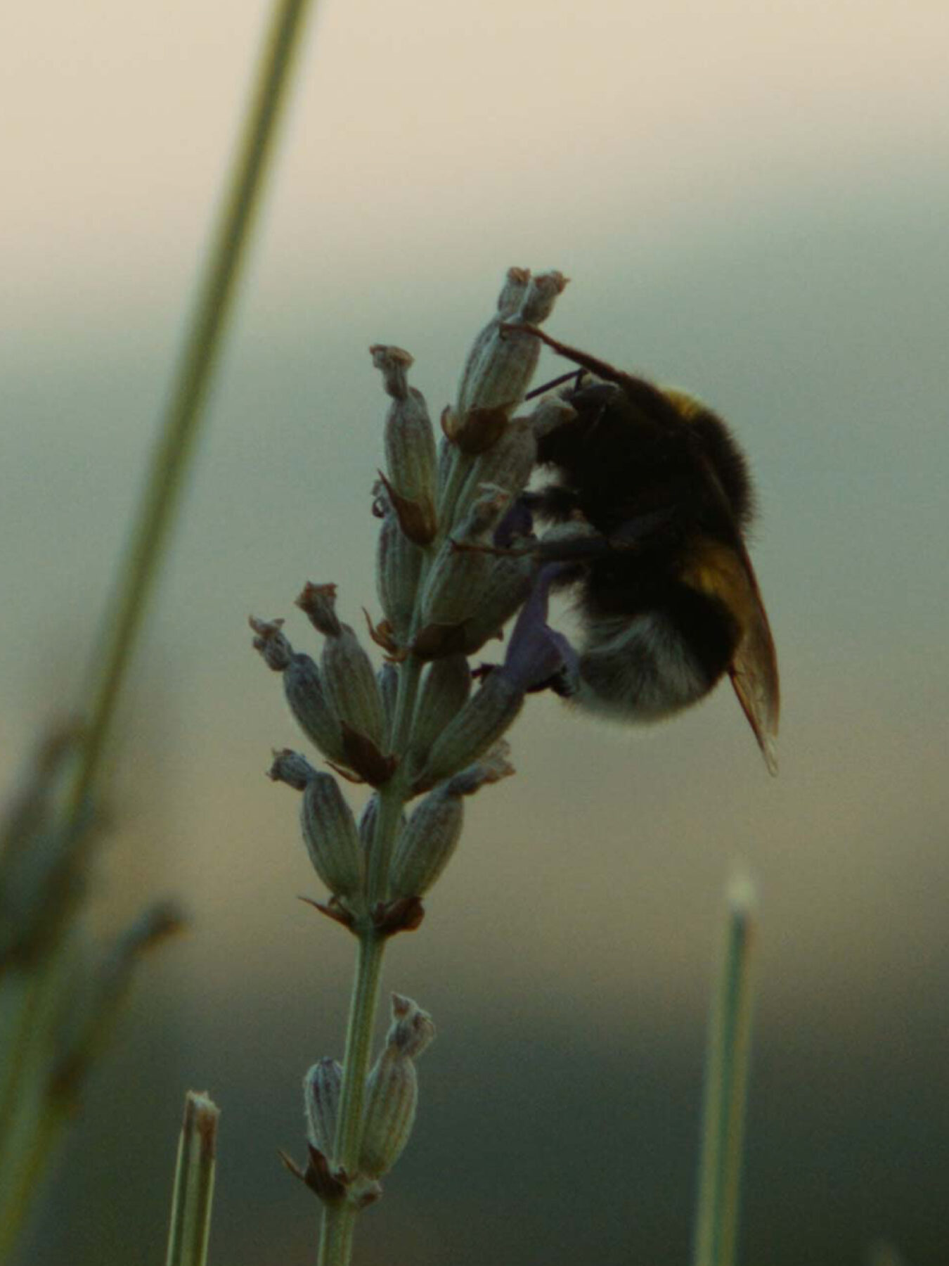 Telling the Bees – Emily Polk