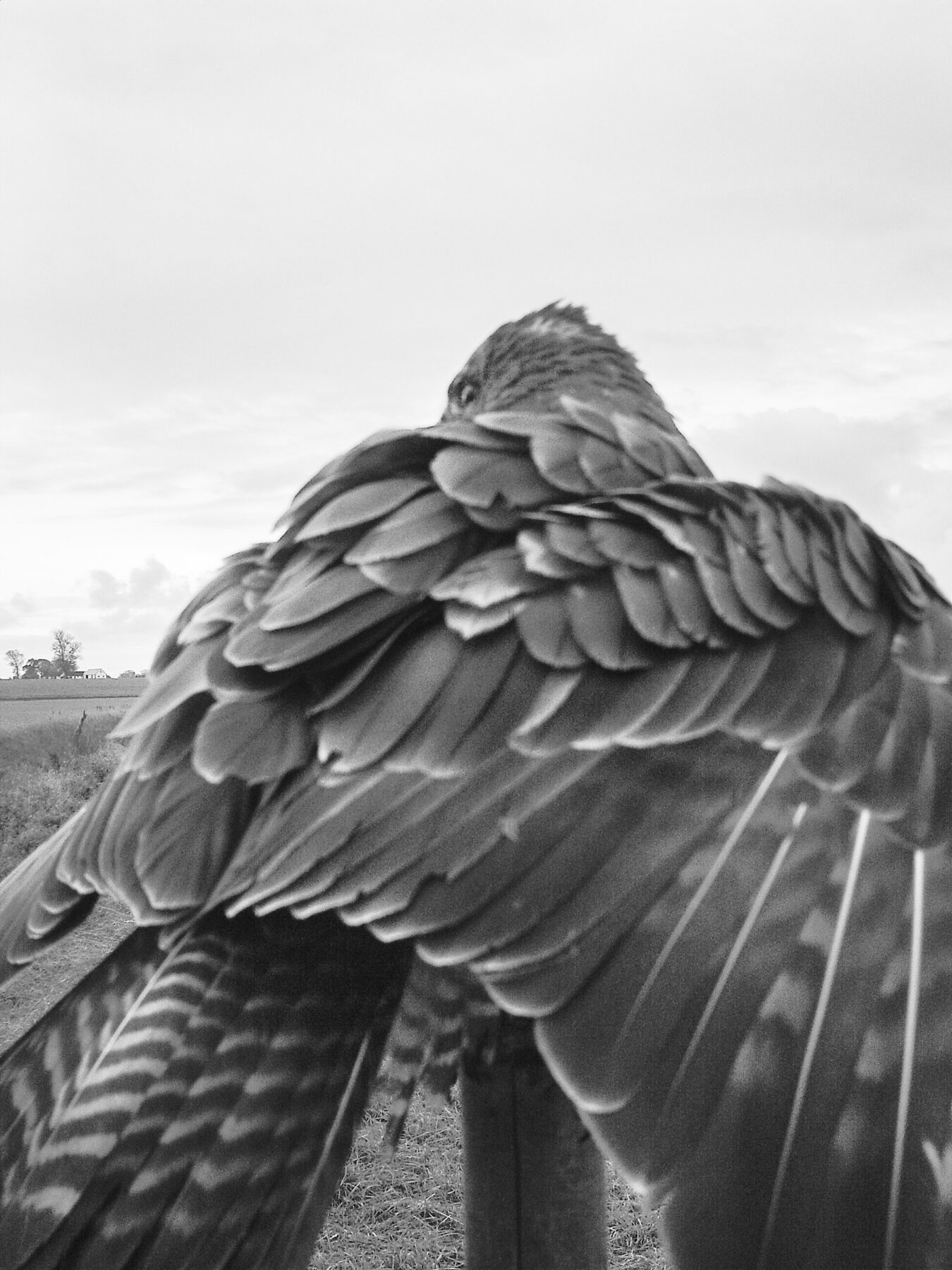 The Pillar – Stephen Gill