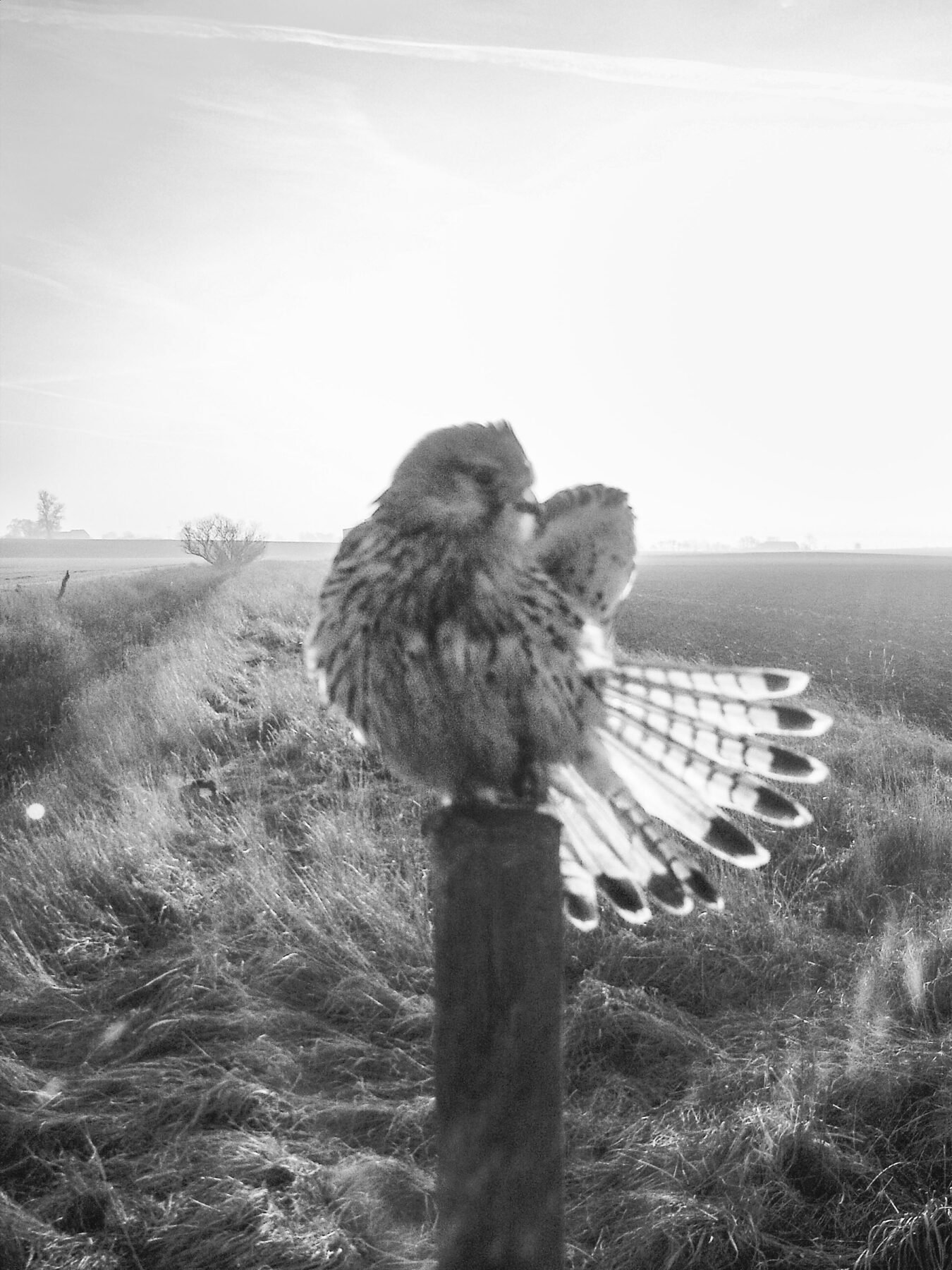 The Pillar – Stephen Gill