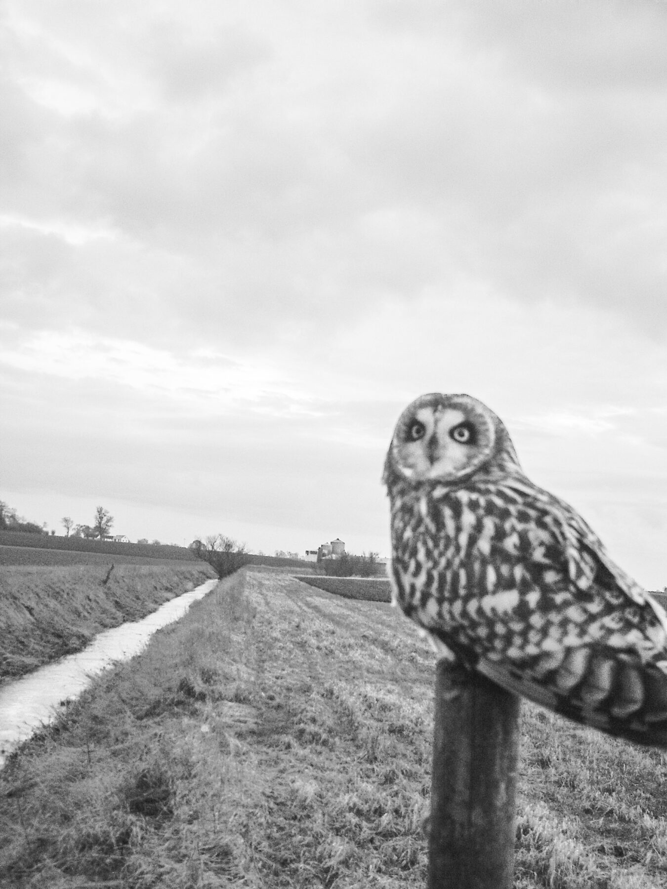 The Pillar – Stephen Gill