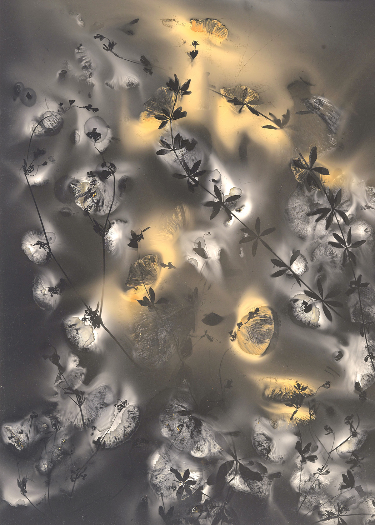 Chasing Cicadas – Anisa George